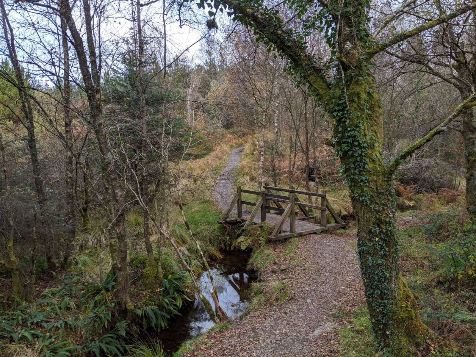Llwybr Llyn Elsi Trail Walk from Betws-y-coed | Mud and Routes