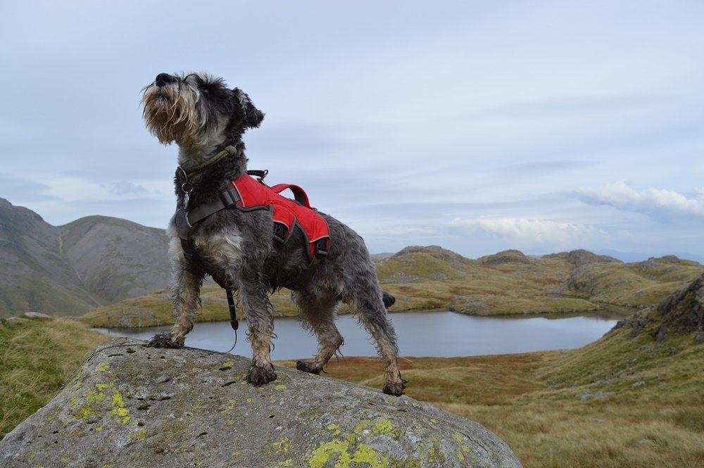 How to take your dog mountain walking | Mud and Routes