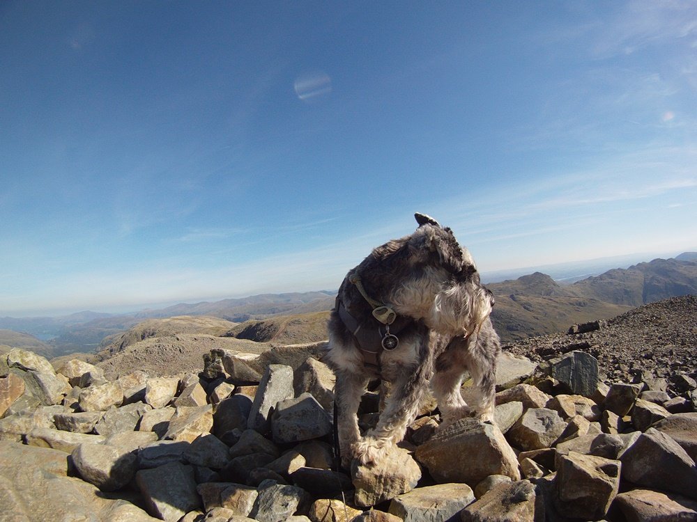How to take your dog mountain walking | Mud and Routes